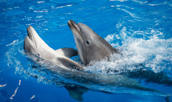 От лисьих хвостов до боевых дельфинов: что такое "биологическое оружие ...